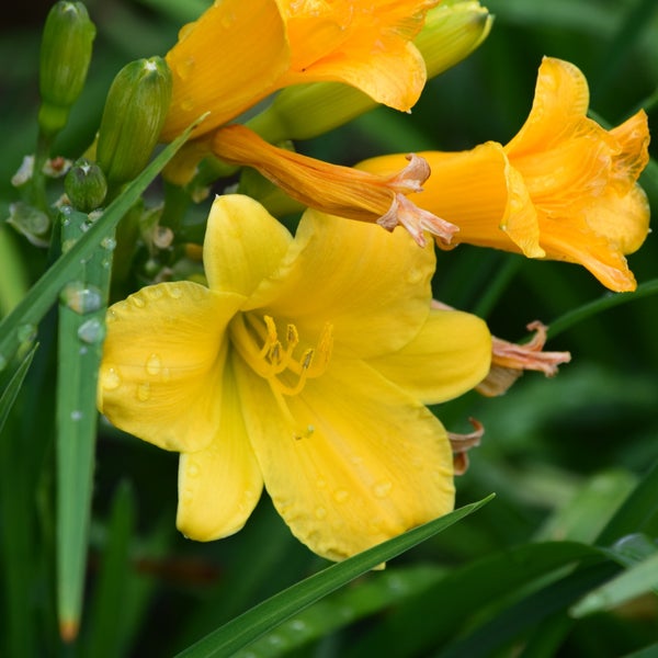 Mount Claire Park - Mount Baker - 12 visitors
