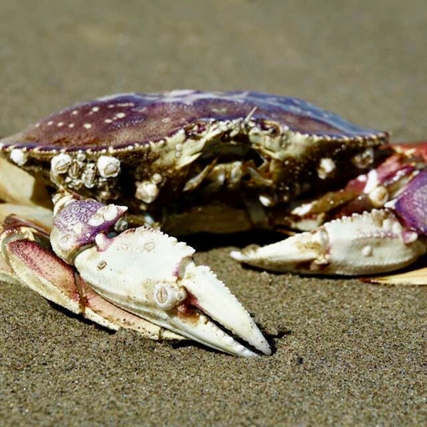 Netarts Bay Shellfish Preserve - Nature Preserve in Tillamook
