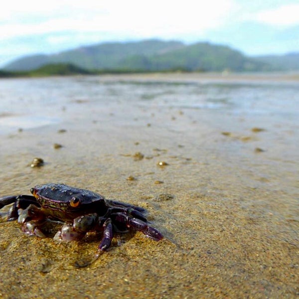 Netarts Bay Shellfish Preserve - Nature Preserve in Tillamook