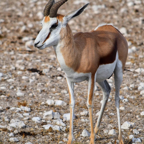 Etosha National Park - Ombika, Kunene
