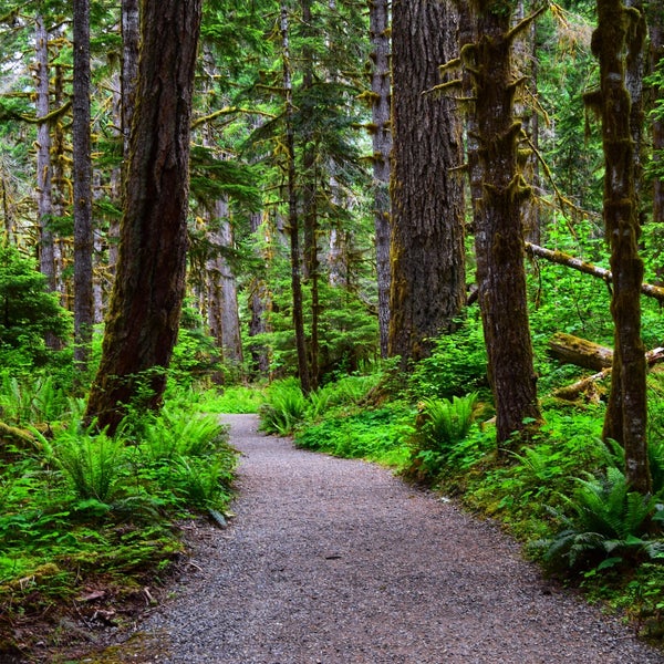 Olympic National Forest - Forest in Humptulips