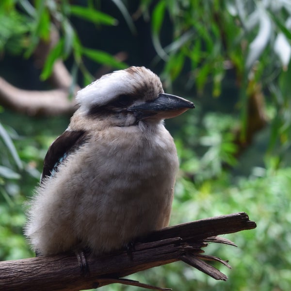 Tropical Rainforest Exhibit - Zoo Exhibit in Seattle