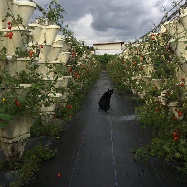 Photos at The Girls Strawberry U-pick - Delray Beach, FL