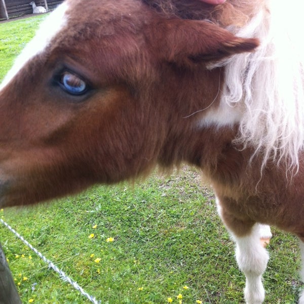 Poniji MiniZoo - Jelgava, Jelgava