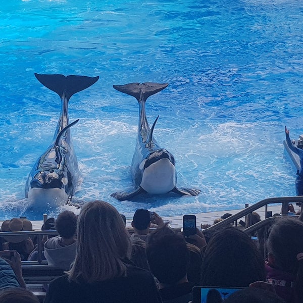Photos at Shamu Stadium - Sea World Theme Park - SeaWorld