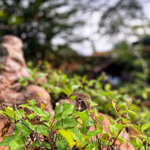 Palawan Butterfly Eco Garden and Tribal Village