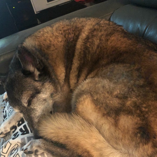 Pender Veterinary Centre - Veterinarian in Fairfax