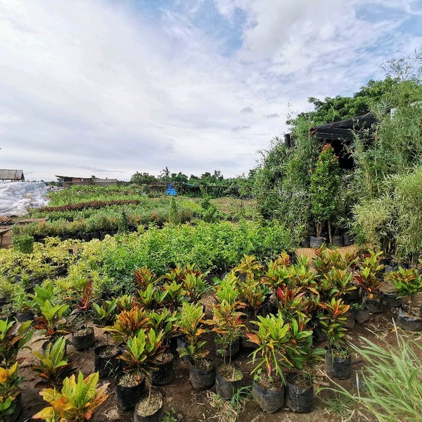 Barangay Pulong Bunga, Silang - 7 visitors