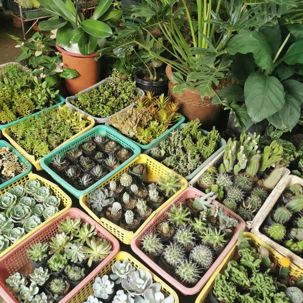 Cartimar Greenland Plants And Orchids - Garden Center in Pasay City ...