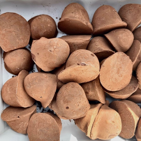 Berry Cho - Chocolate Shop