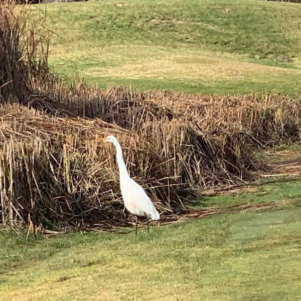 Photos at Chuck Corica Golf Complex - Golf Course in Alameda