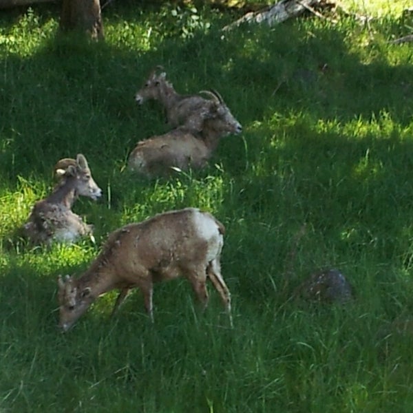 Northwest Trek Wildlife Park - Zoo