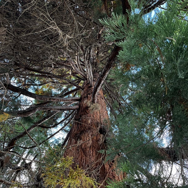 Leschi Park - Leschi - Seattle, WA