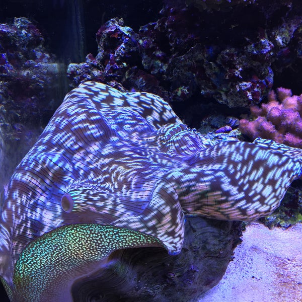 Ocean Floor Phoenix Arizona | Viewfloor.co