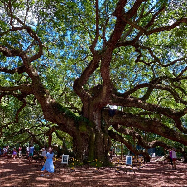 Angel Oak Tree - 57 tips from 4046 visitors