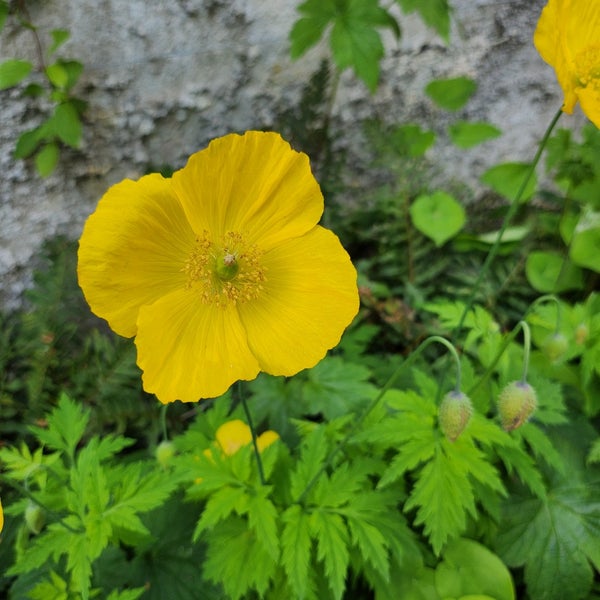 University of Oxford Botanic Garden - Rose Ln