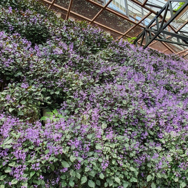 Cameron Lavender Garden - Tringkap