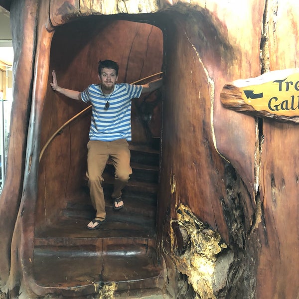 Ancient Kauri Kingdom - Awanui, Northland