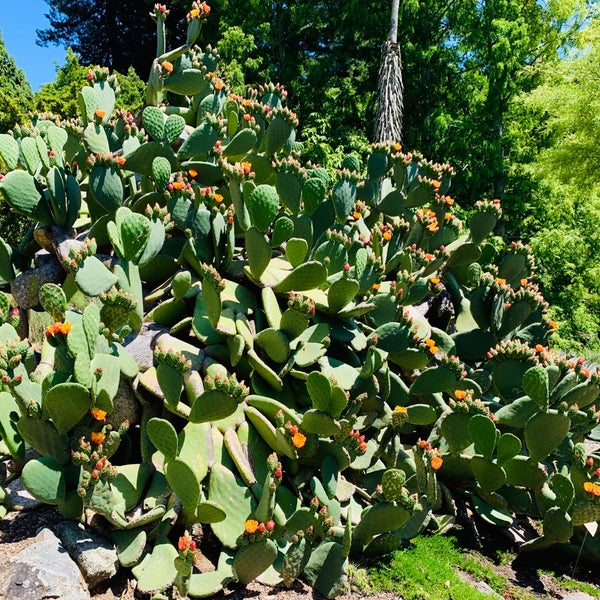 UC Berkeley Botanical Gardens - Botanical Garden in Berkeley