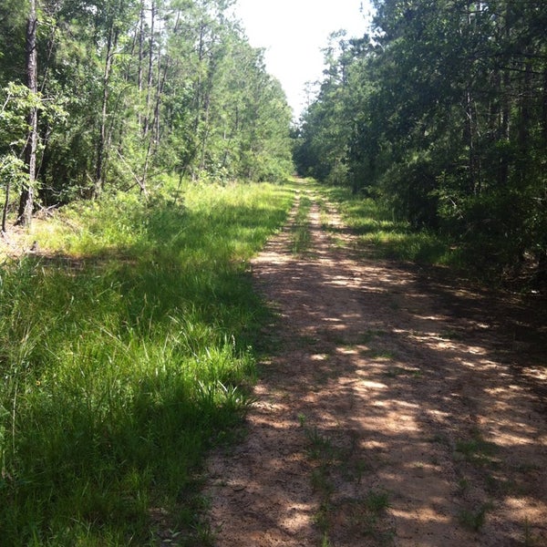 W G Jones State Forest - Park in Conroe