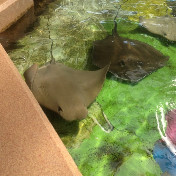 Stingray Lagoon - Sea World Theme Park - Orlando, FL