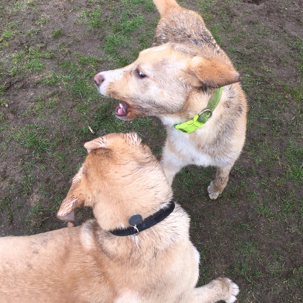 Hondenloopzone Bremweide - Deurne - 2 tips from 196 visitors