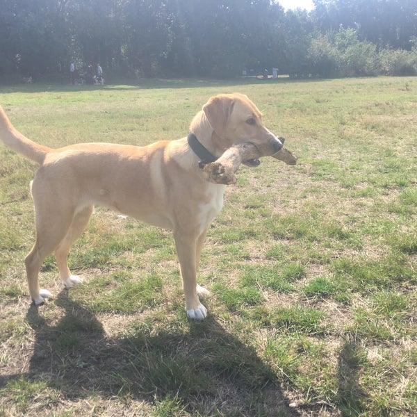 Hondenloopzone Bremweide - Deurne - 2 tips from 196 visitors