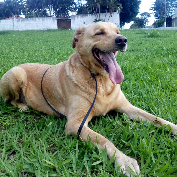 Linking Dog - Pet Service