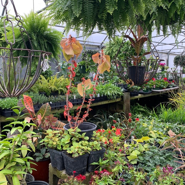 Mcintires Garden Center - Georgetown, TX