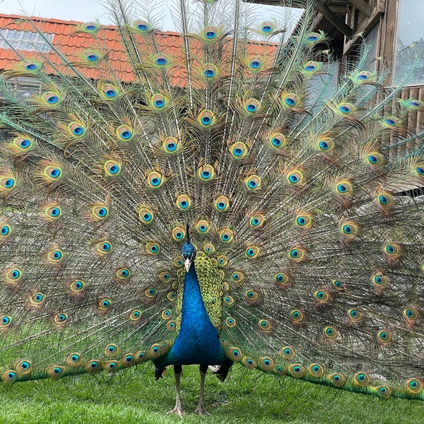 Калимански хан (Kalimanski Khan) - Варна - 10 tips from 313 visitors