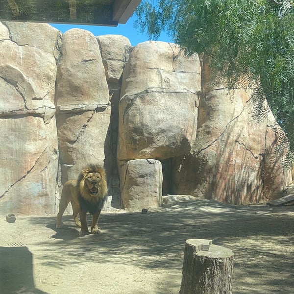 San Diego Zoo Safari Park Lions