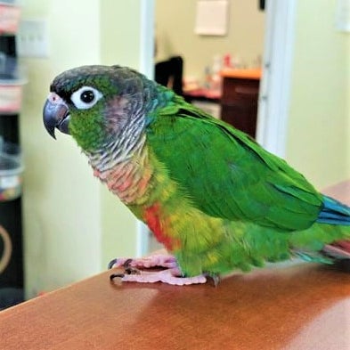 Feathered Follies - 3 tips