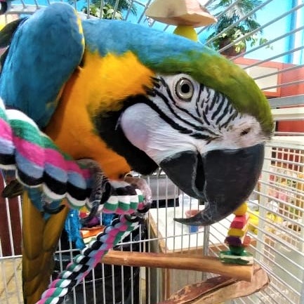 Feathered Follies - 3 tips