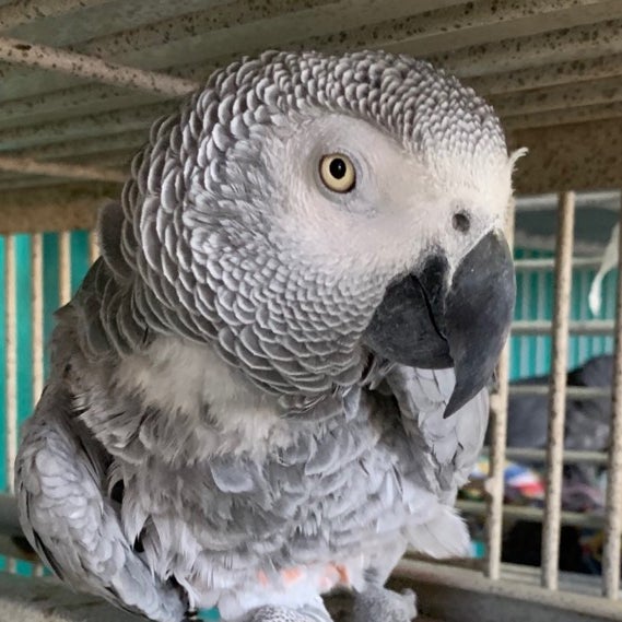 Feathered Follies - 3 tips