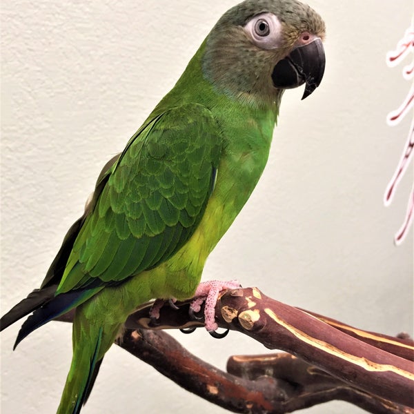 Feathered Follies - 3 tips