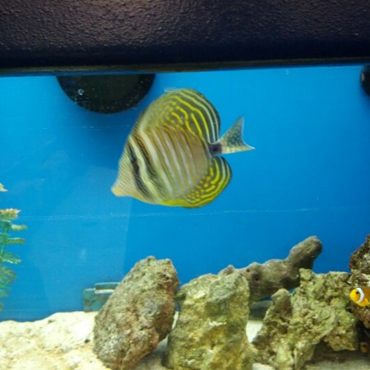 Petco (Now Closed) - Pet Supplies Store