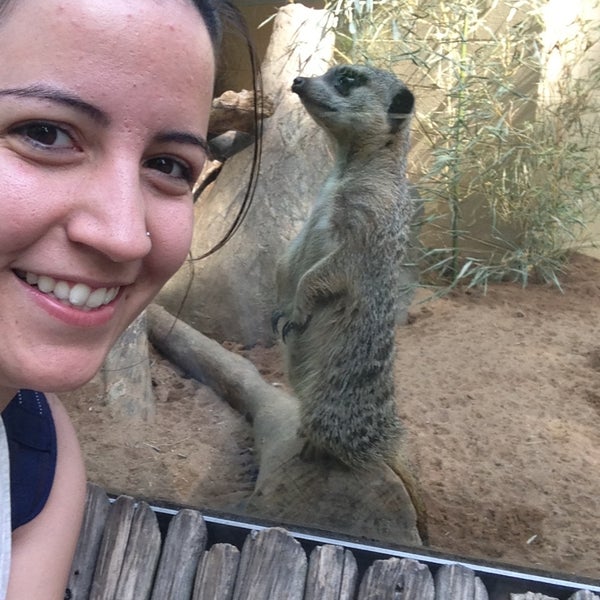 Meerkat Exhibit - Zoo Exhibit in Atlanta