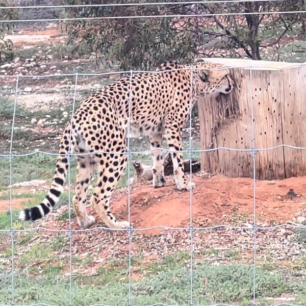 Cheetah Enclosure - Zoo Exhibit