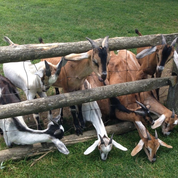 The Friendly Farm - Farm