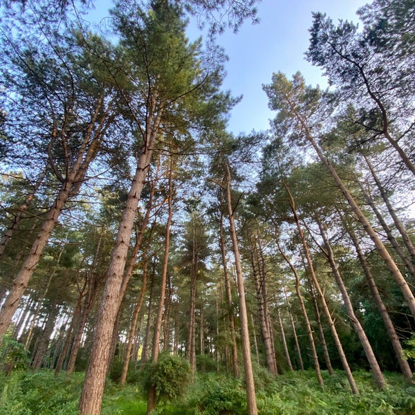 Rendlesham Forest - Tangham - 6 tips from 141 visitors