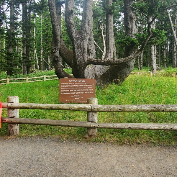 Photos at Octopus Tree - Cape Meares Lighthouse Dr