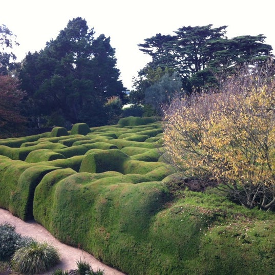 Ashcombe Maze & Lavender Gardens - Garden