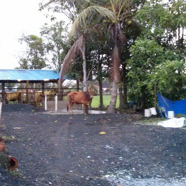 Lembu Sembelih