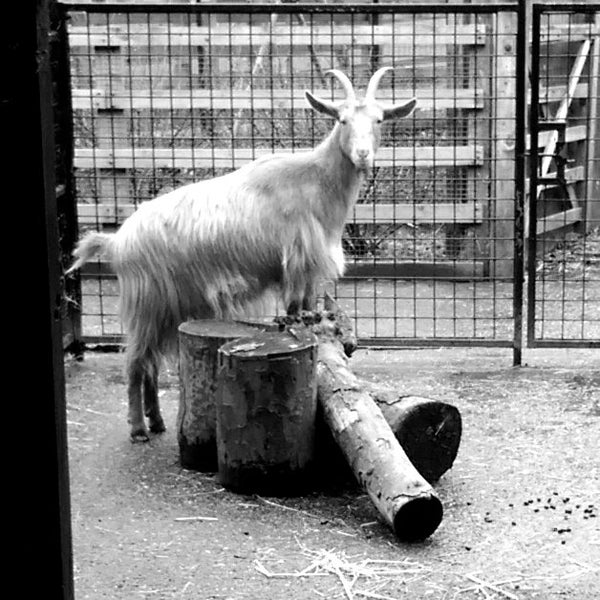 Photos at Freightliners City Farm - Farm in Holloway