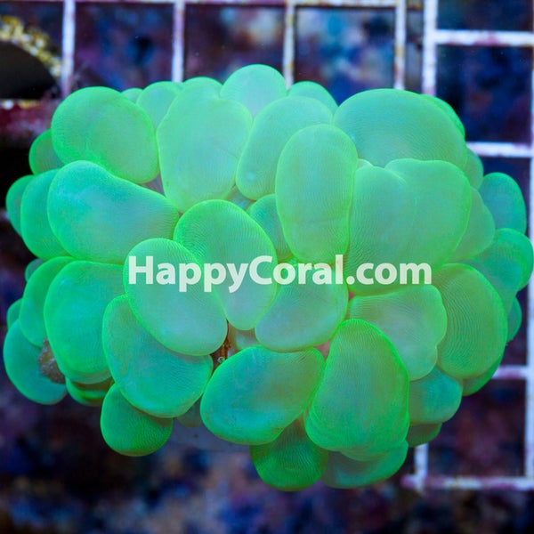 Happy Coral, Inc. - Pet Supplies Store in Sturgis, MI