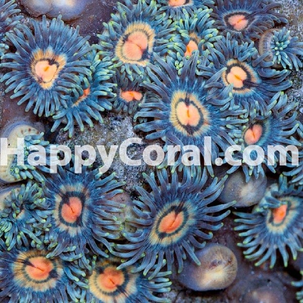 Happy Coral, Inc. - Pet Supplies Store in Sturgis, MI