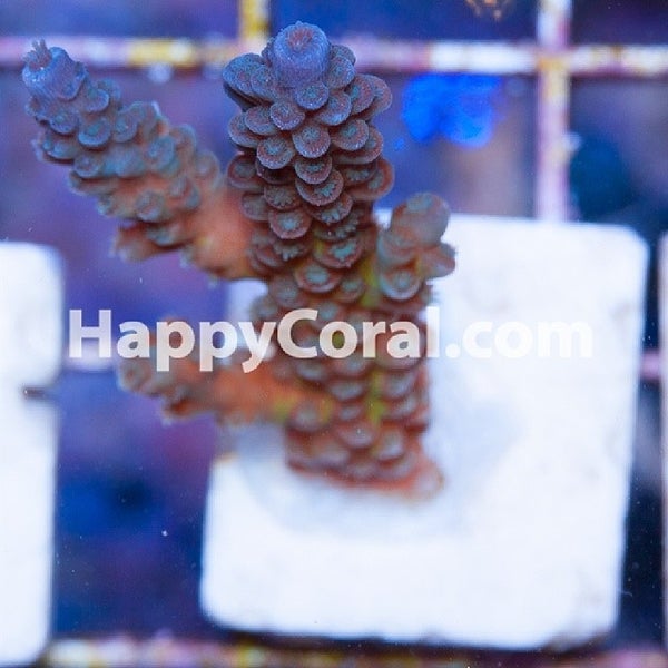 Happy Coral, Inc. - Pet Supplies Store in Sturgis, MI