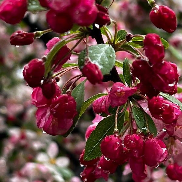 Bowral - Bowral, NSW