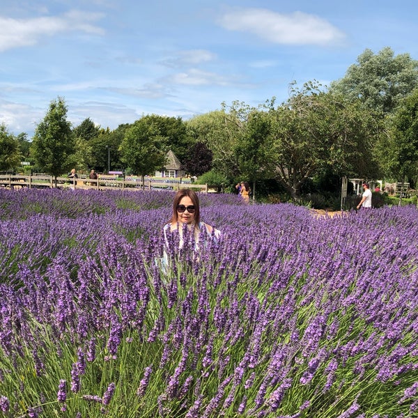 Norfolk Lavender - Garden Center in Heacham