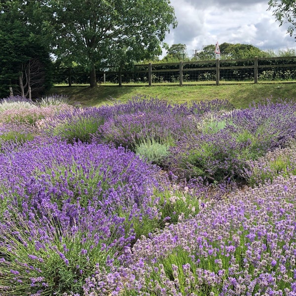 Norfolk Lavender - Garden Center in Heacham